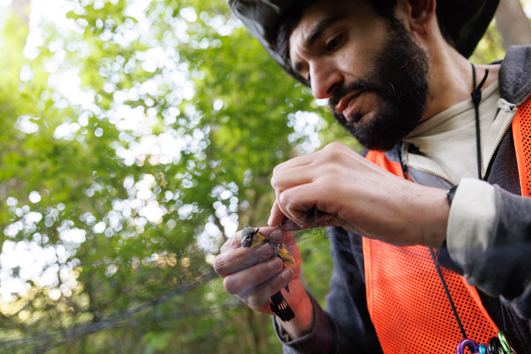 How migrating songbirds help scientists save local ecosystems